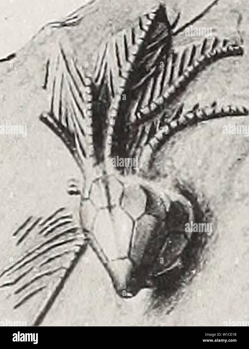 Archive image from page 604 of The Devonian crinoids of the Stock Photo ...
