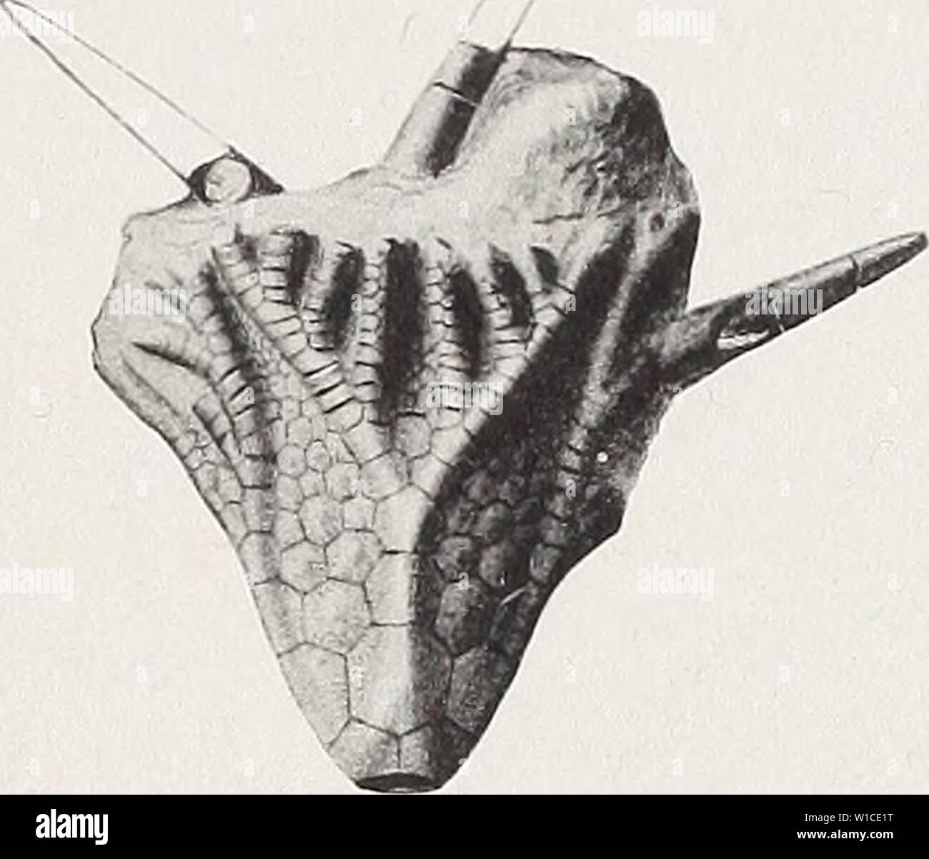 Archive image from page 604 of The Devonian crinoids of the Stock Photo ...
