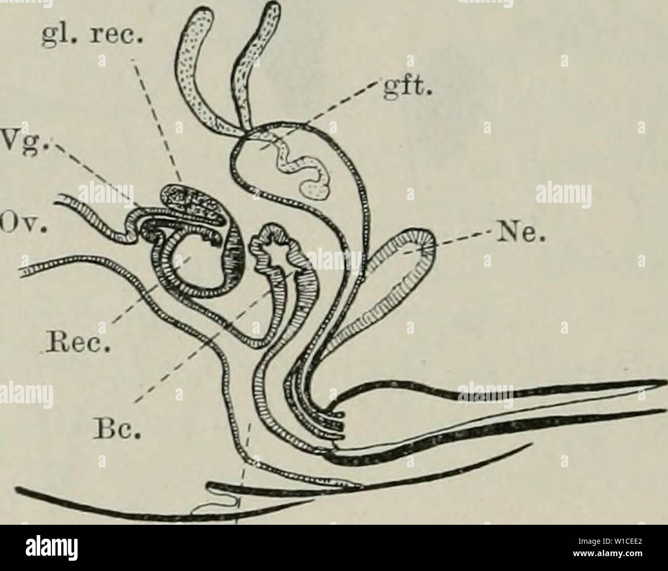 Ameise illustration hi-res stock photography and images - Alamy