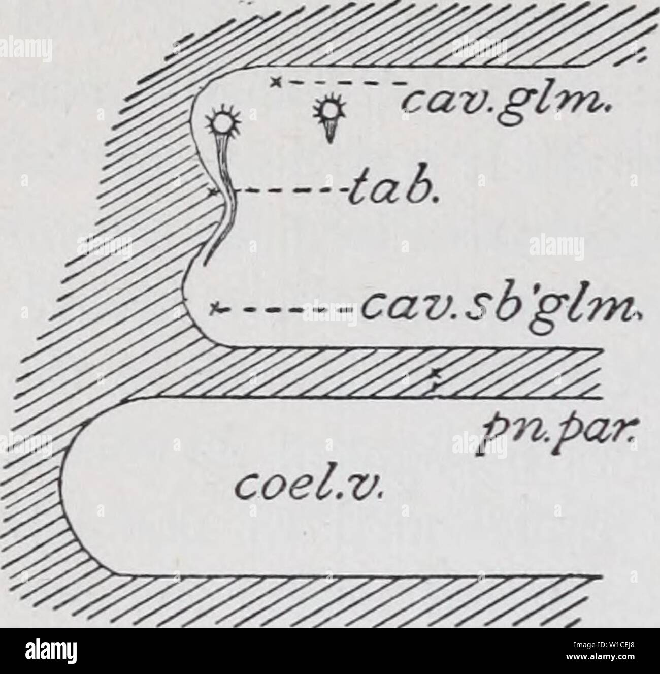 Mullerian duct hi-res stock photography and images - Alamy