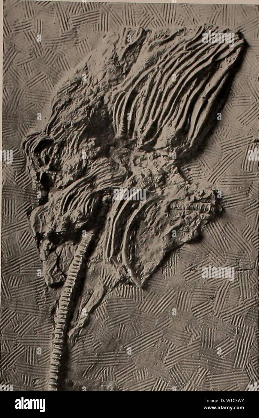 Archive image from page 618 of The Devonian crinoids of the. The ...