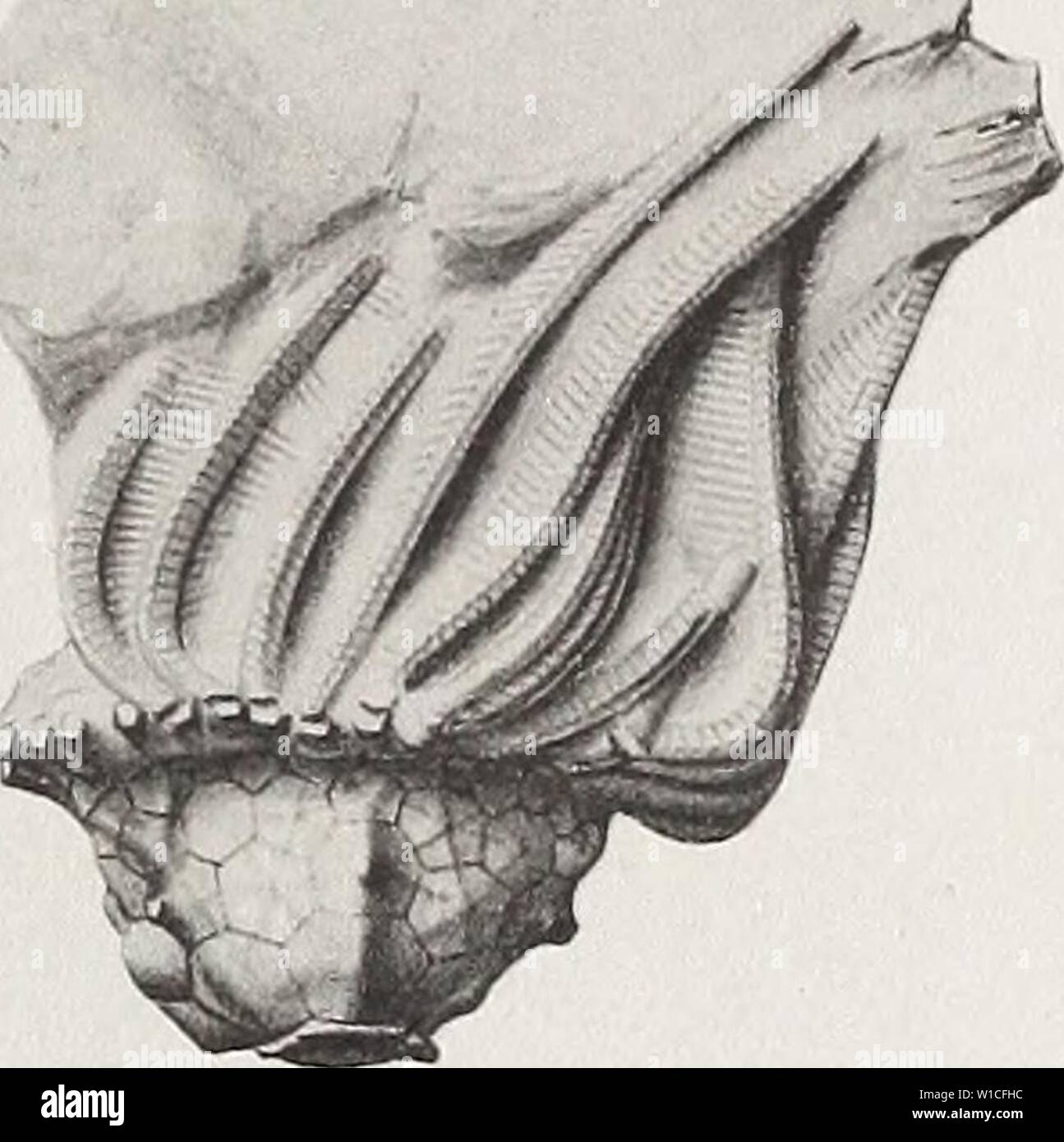 Crinoids picture hi-res stock photography and images - Alamy