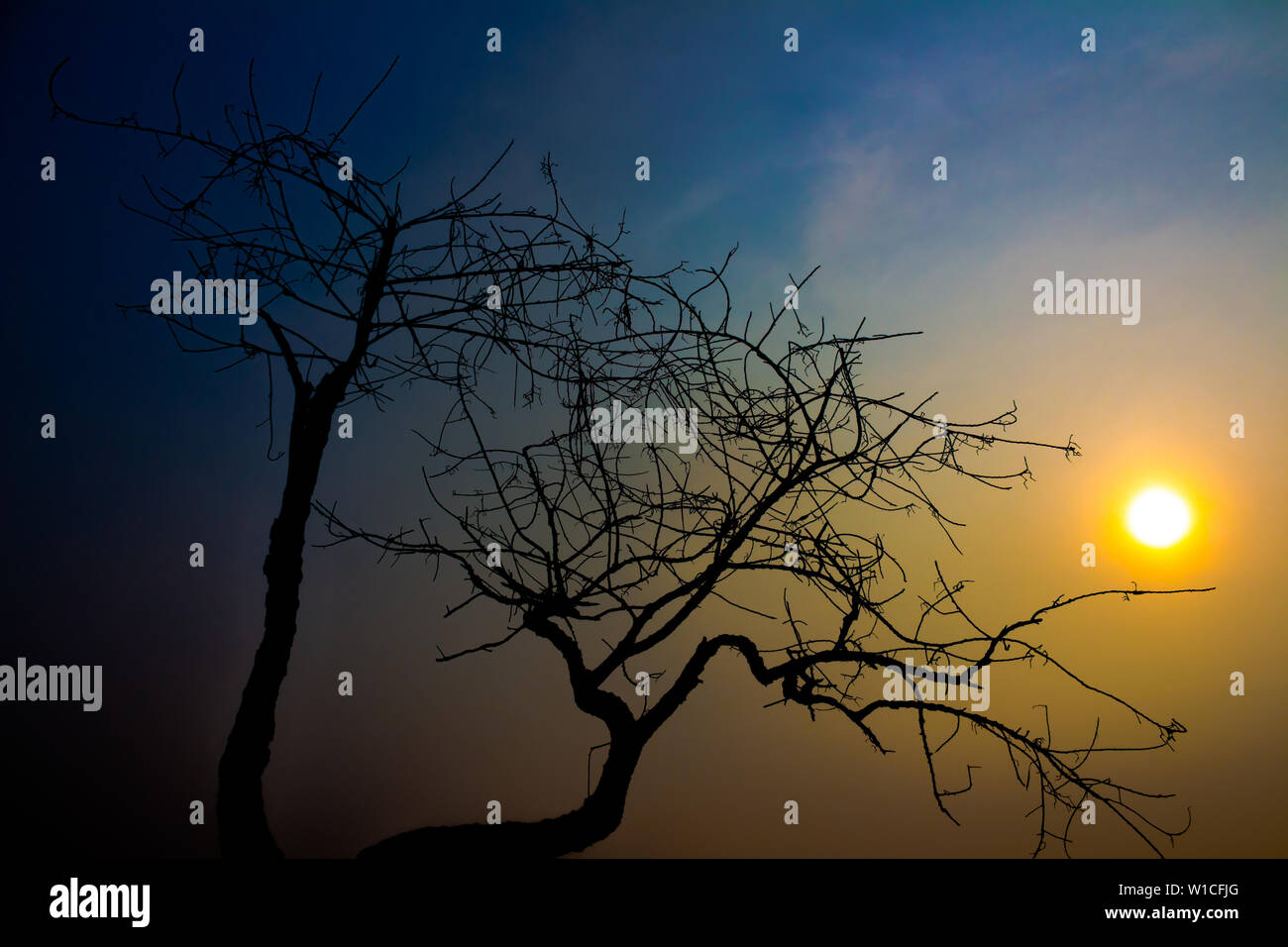 View through leafless tree on red sun in sunset Stock Photo - Alamy