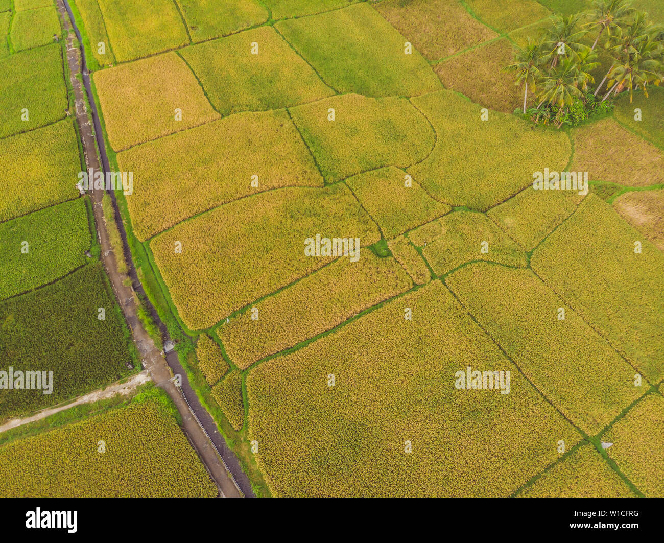 Image of beautiful Terraced rice field in water season and Irrigation ...