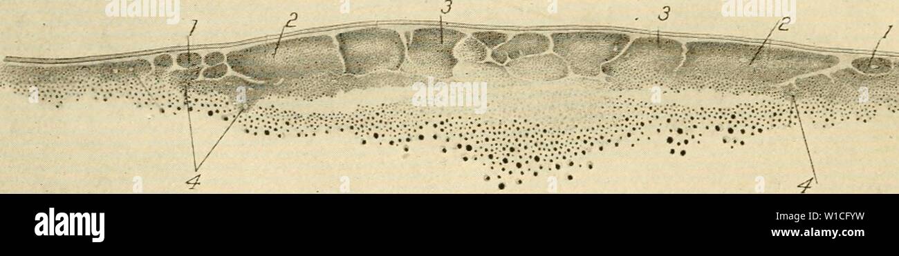 Fertilization sperm egg cells hi-res stock photography and images - Alamy