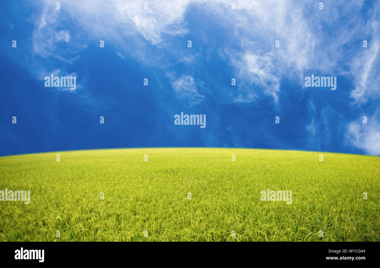 Rice field on blue sky background Stock Photo - Alamy