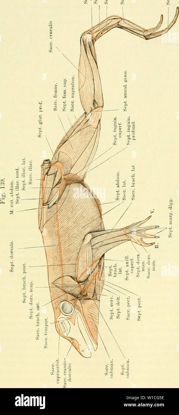 Archive image from page 634 of Die Anatomie des Frosches; ein Stock ...