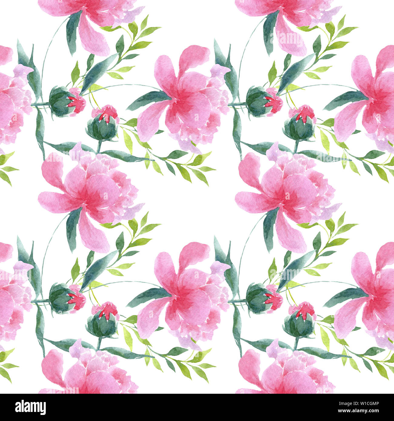 Peony floral botanical flowers. Watercolor background illustration set ...