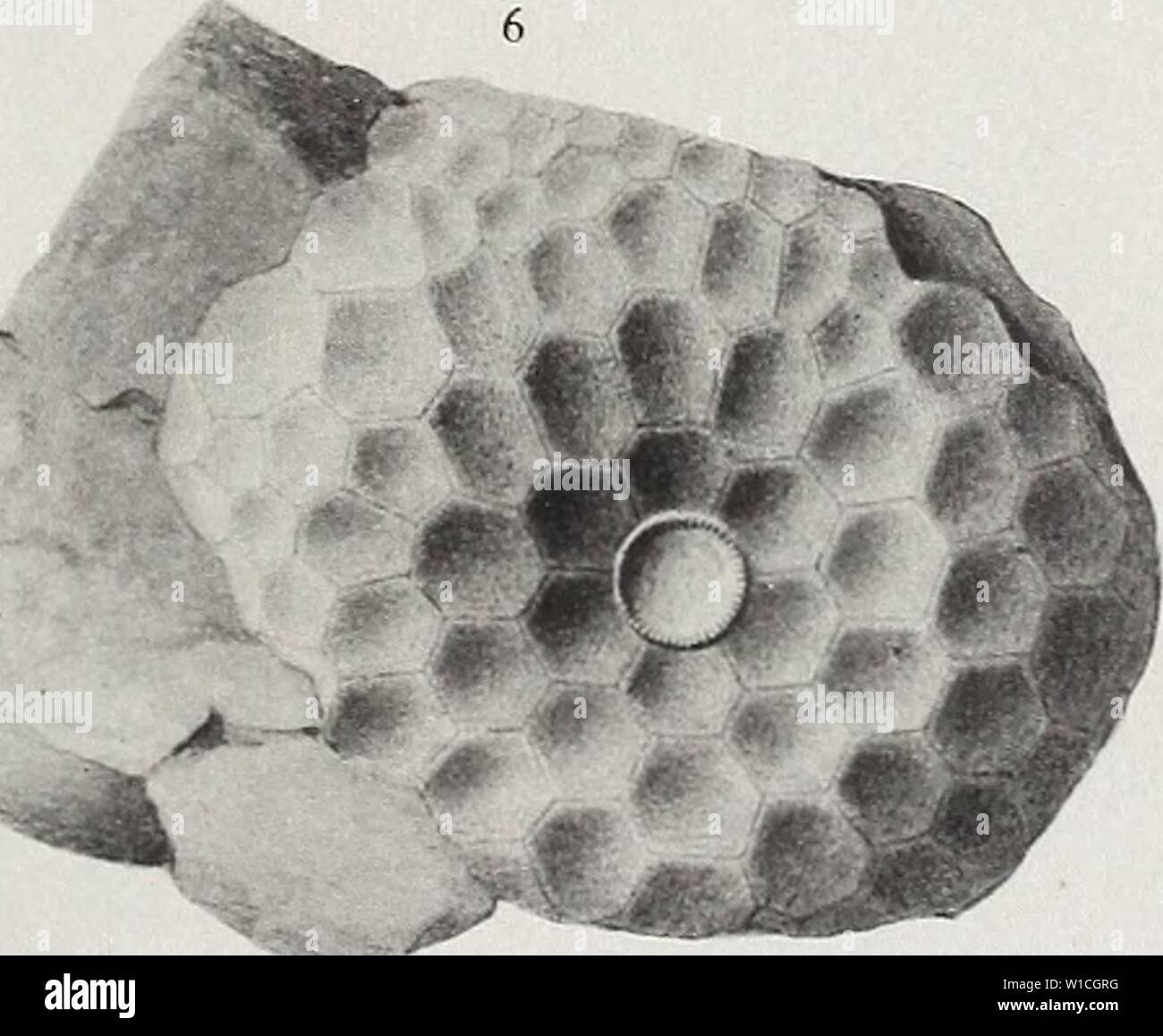 Archive image from page 642 of The Devonian crinoids of the Stock Photo ...