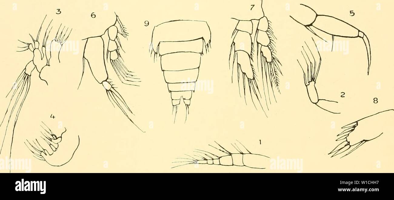 Fusilla hi-res stock photography and images - Alamy