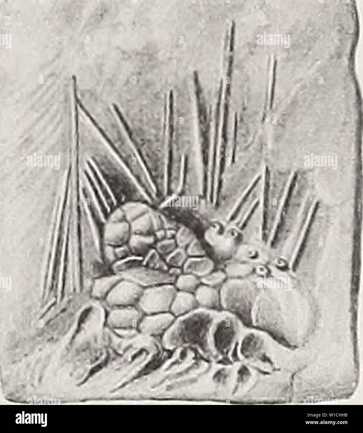 Archive image from page 658 of The Devonian crinoids of the Stock Photo ...