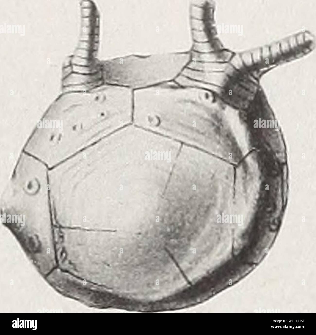 Archive image from page 658 of The Devonian crinoids of the. The ...