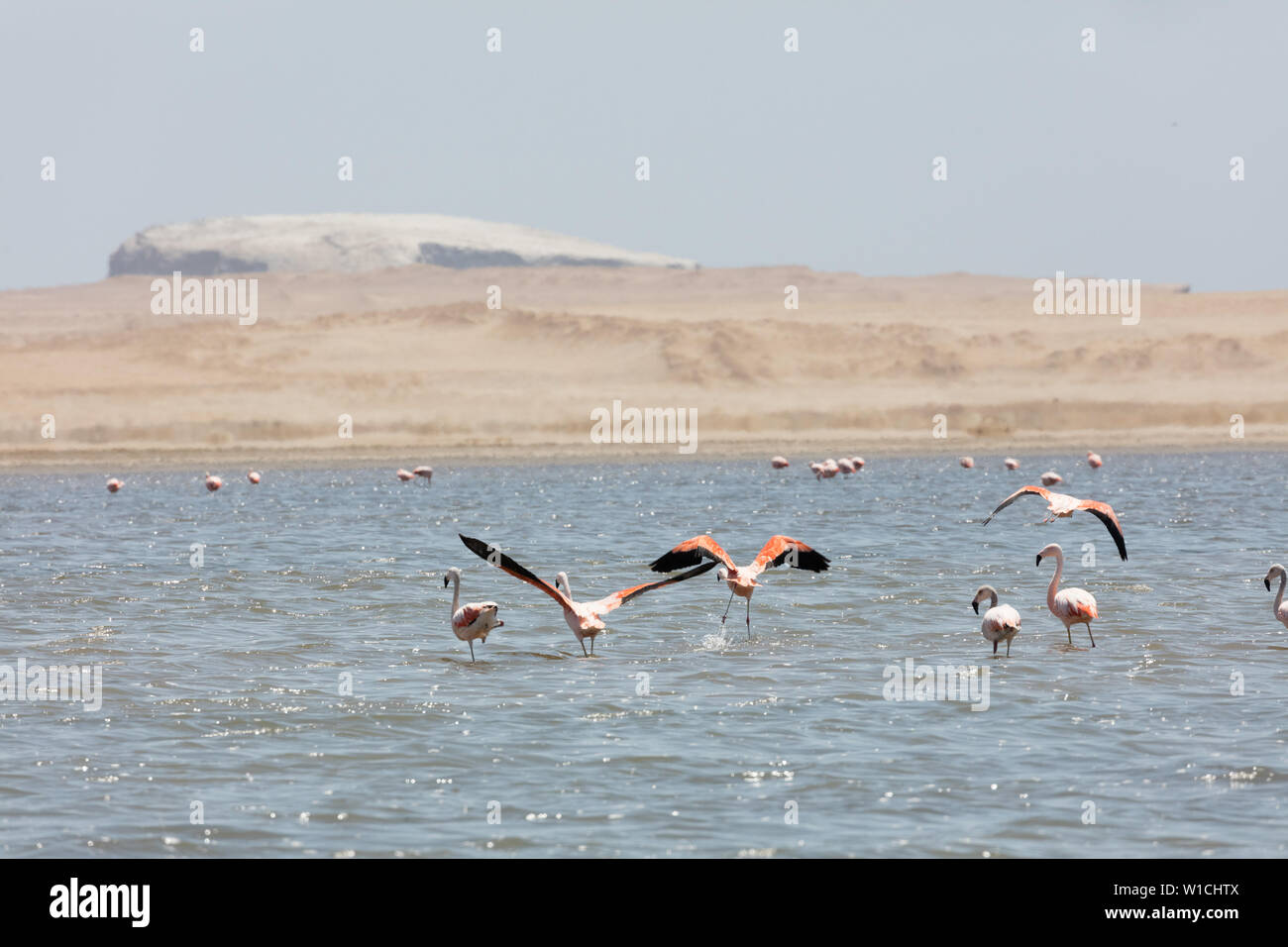 Flamingos chilenos in National reserve of Paracas, Peru Stock Photo - Alamy