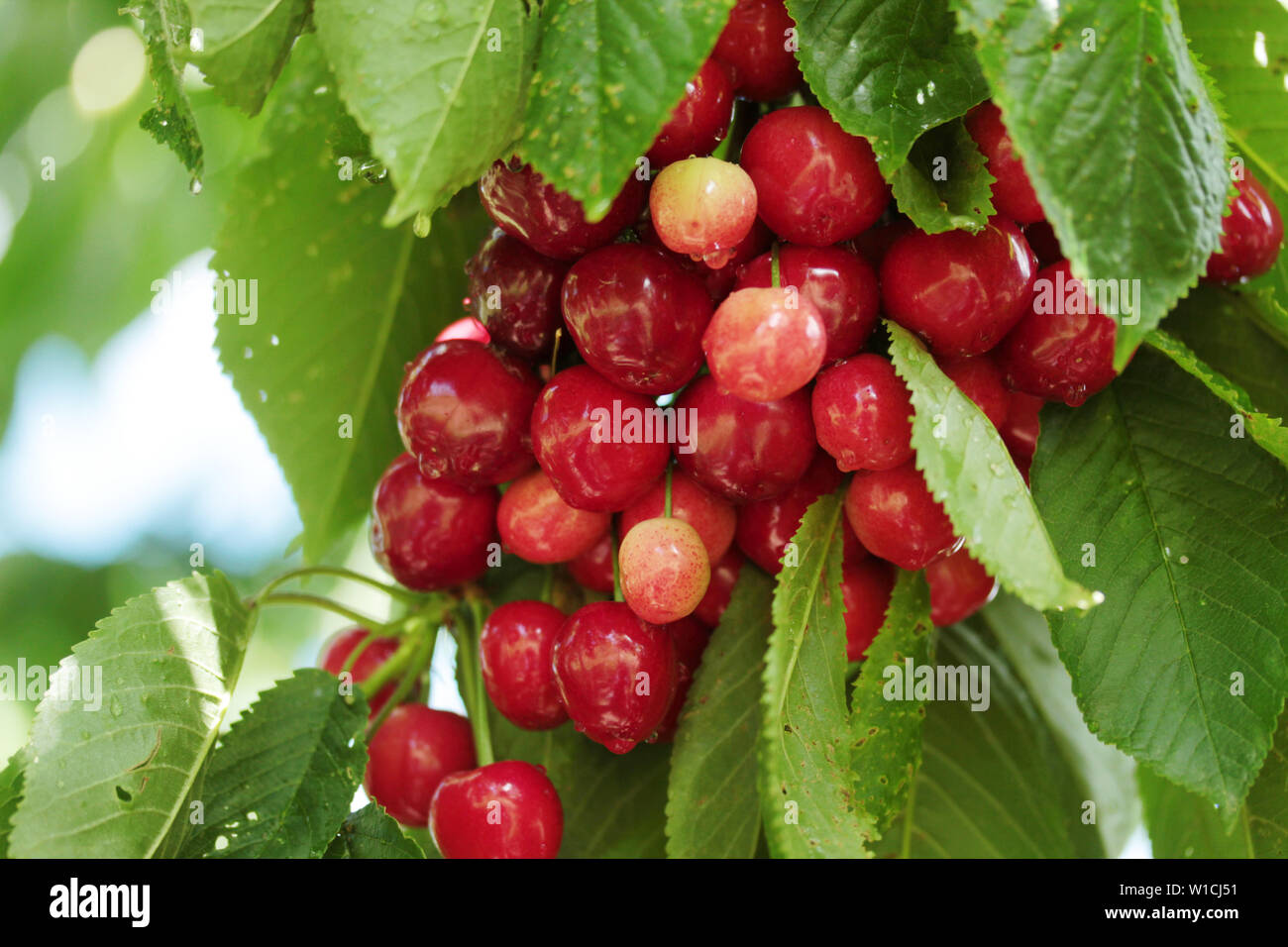 June fruit drop hi-res stock photography and images - Alamy