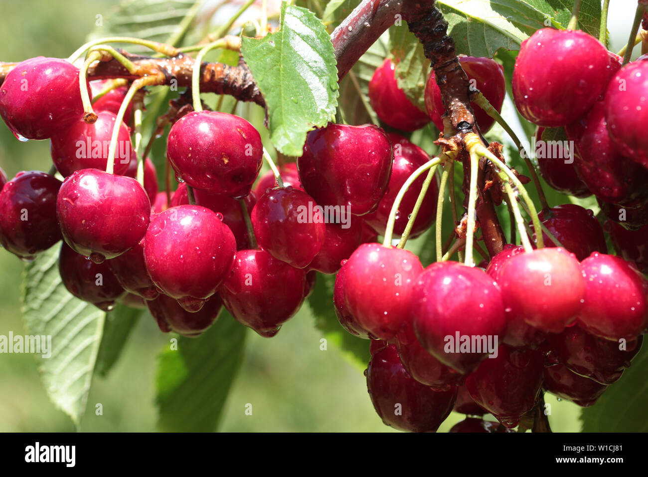 rain drops on cherries Stock Photo - Alamy