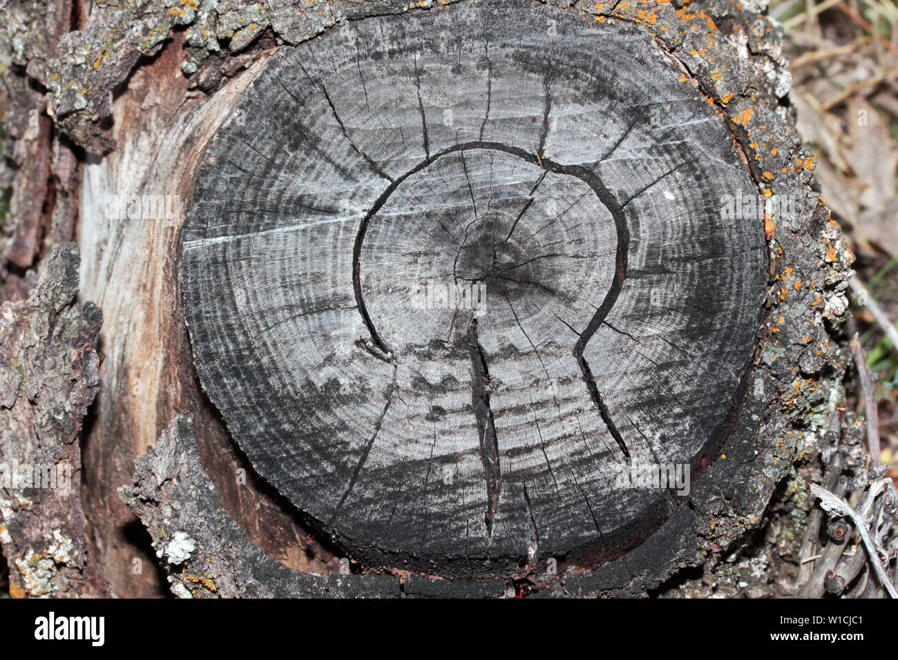 Tree ring texture background Stock Photo - Alamy