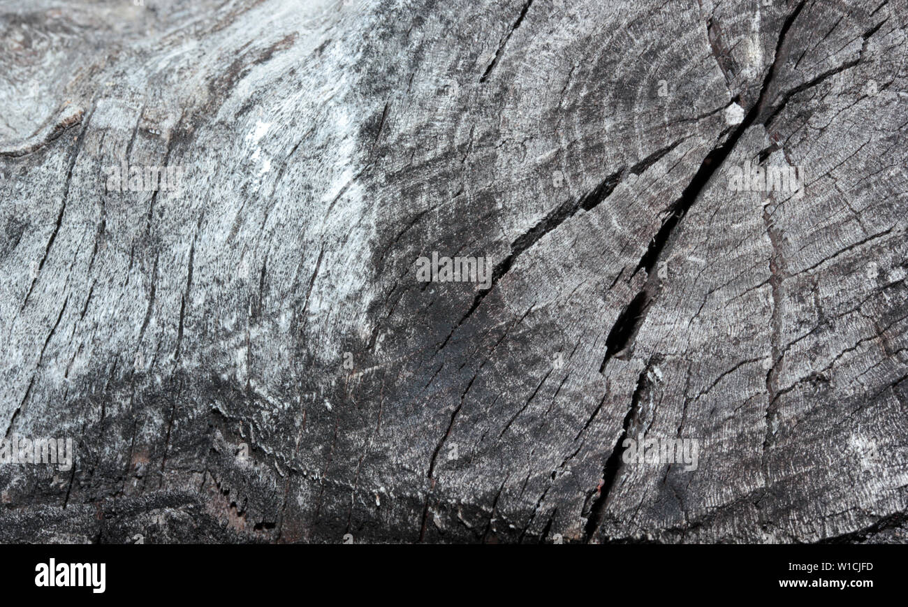 Tree ring texture background Stock Photo - Alamy
