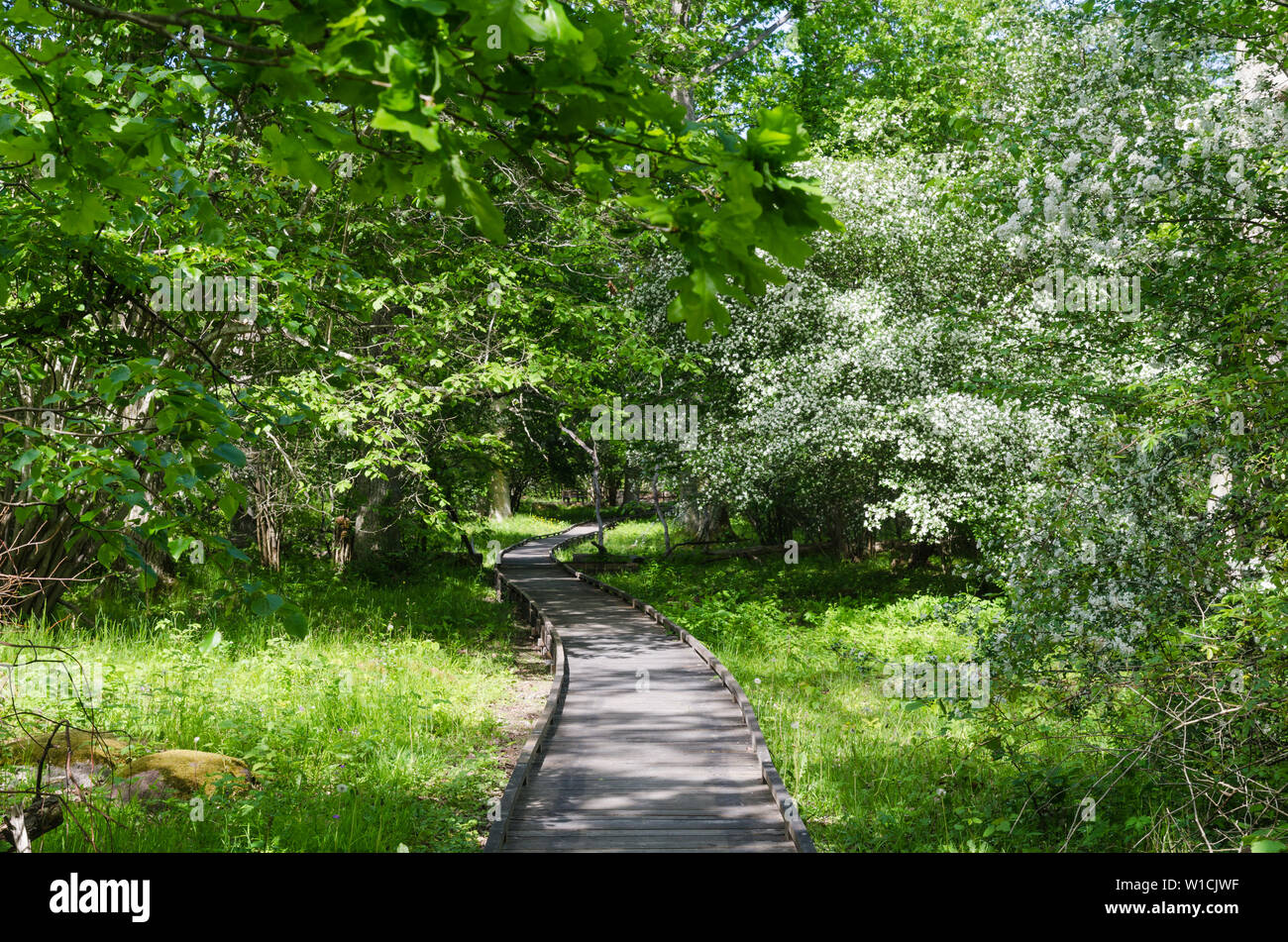 Wooden footpath in the swedish nature reserve Halltorps Hage at the ...