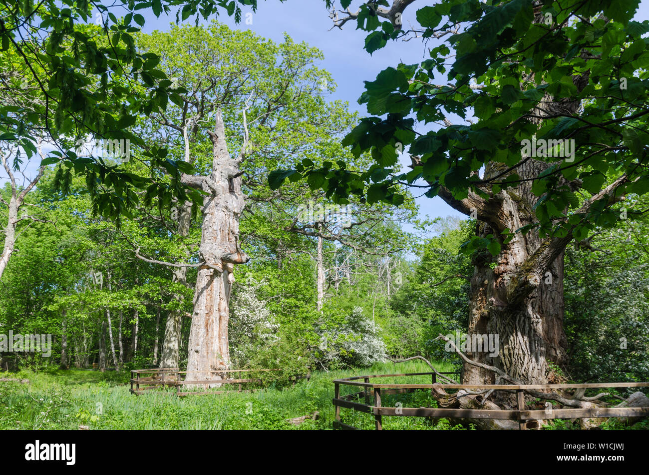 Protected old oak trees fenced in the swedish nature reserve Halltorps ...