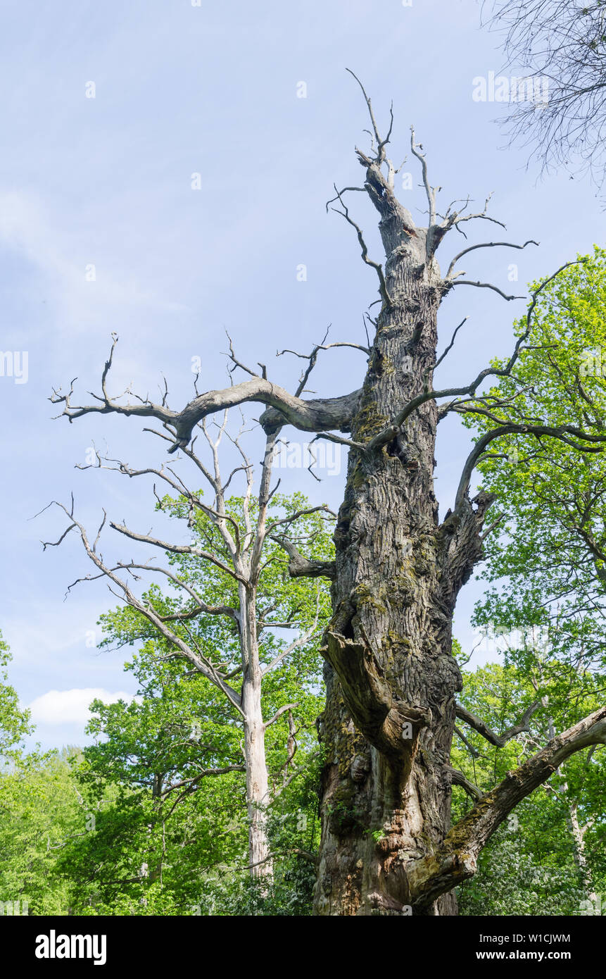Dead old oak tree in the swedish nature reserve Halltorps Hage at the ...