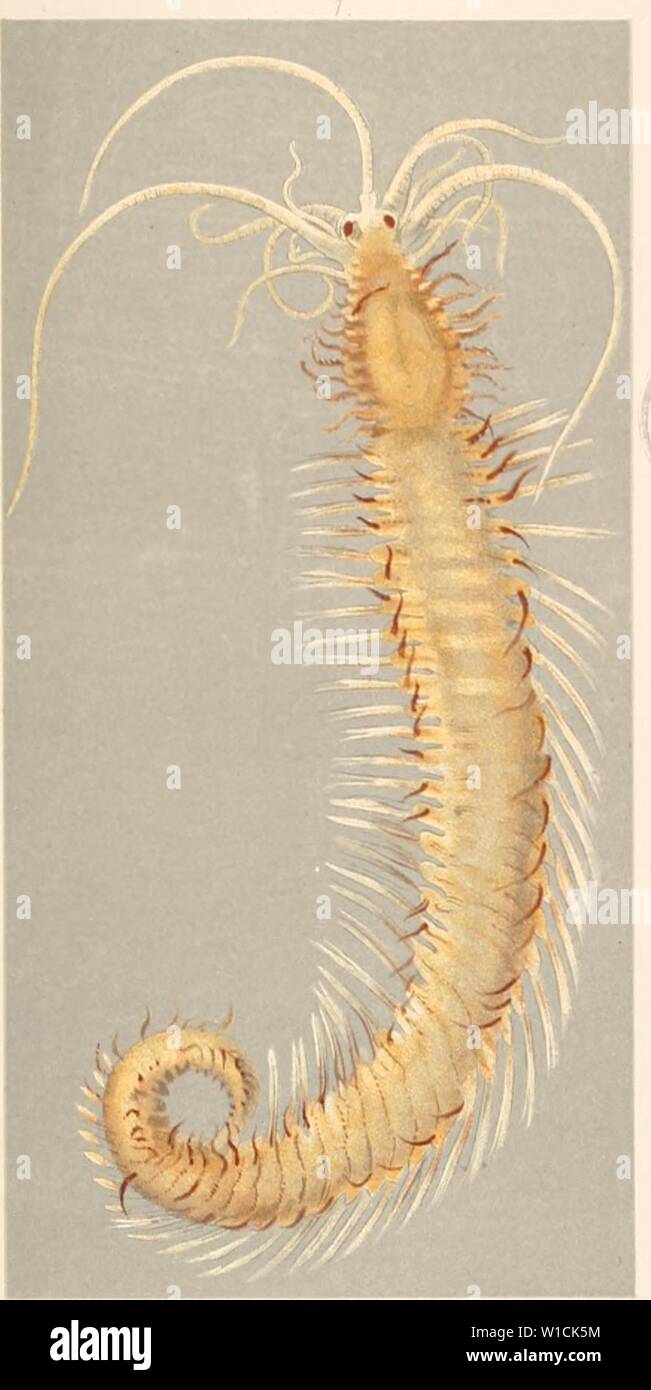 Autolytus sp hi-res stock photography and images - Alamy