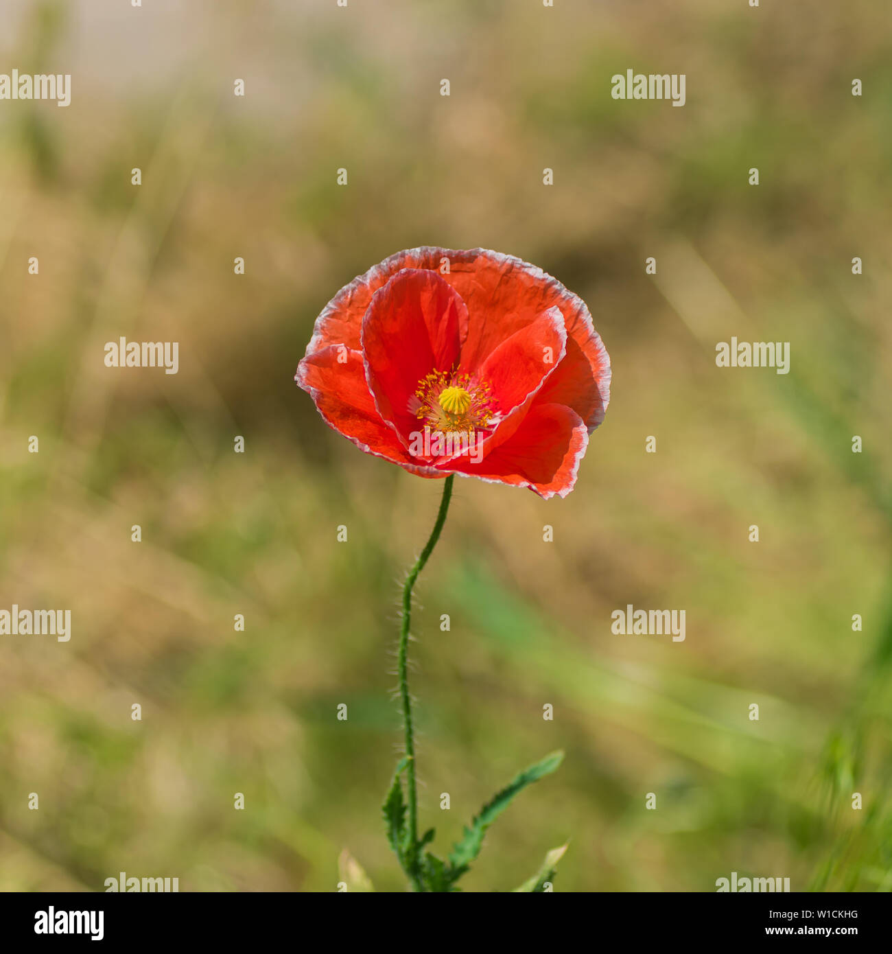 Red poppy shape heart hi-res stock photography and images - Alamy