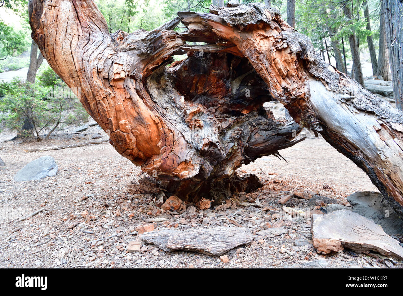 A giant Log Stock Photo - Alamy