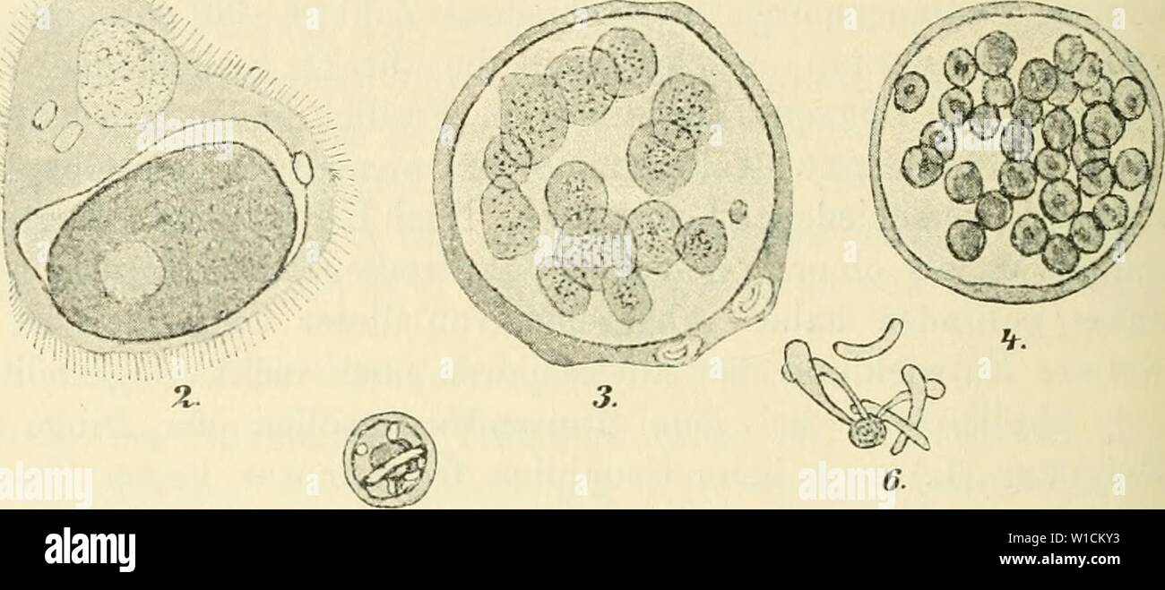 Protozoen hi-res stock photography and images - Alamy