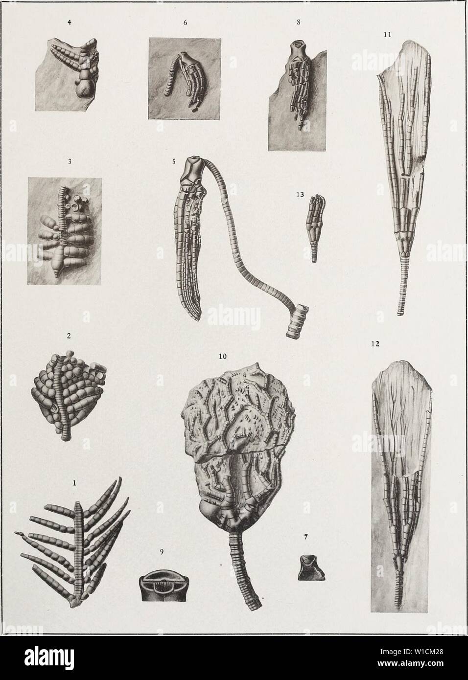Archive image from page 682 of The Devonian crinoids of the Stock Photo ...