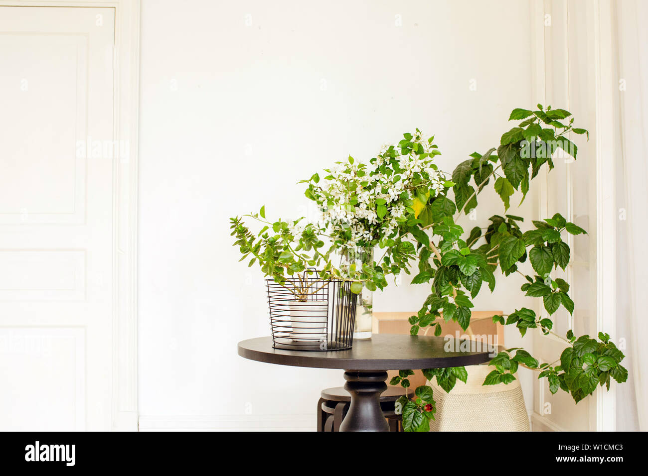 Spreading tree hi-res stock photography and images - Alamy