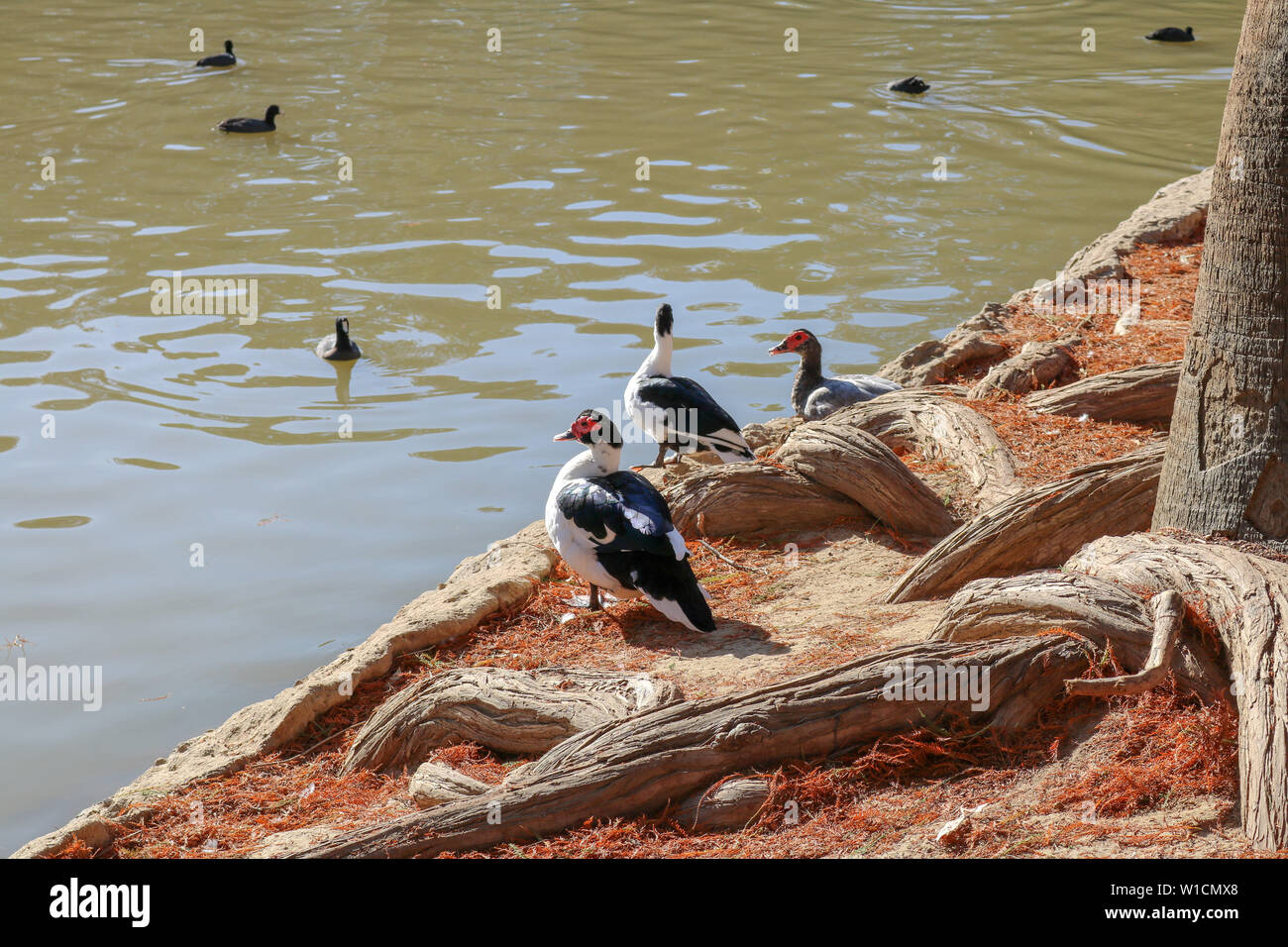 Colton graffiti hi-res stock photography and images - Alamy