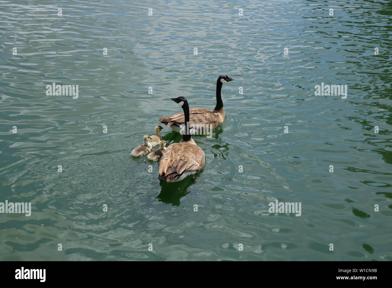 family of ducks Stock Photo - Alamy