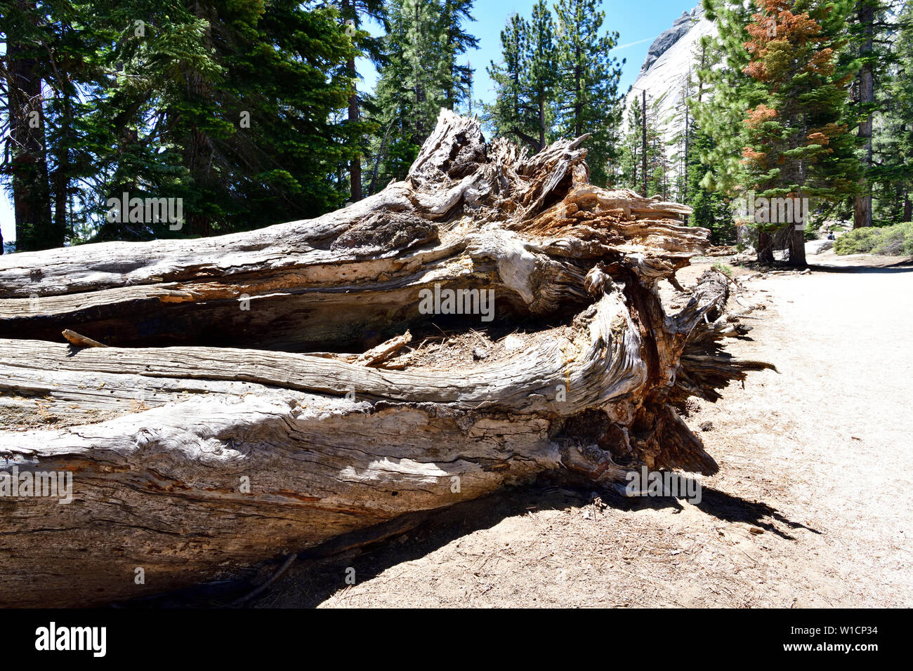 A Giant Log Stock Photo - Alamy