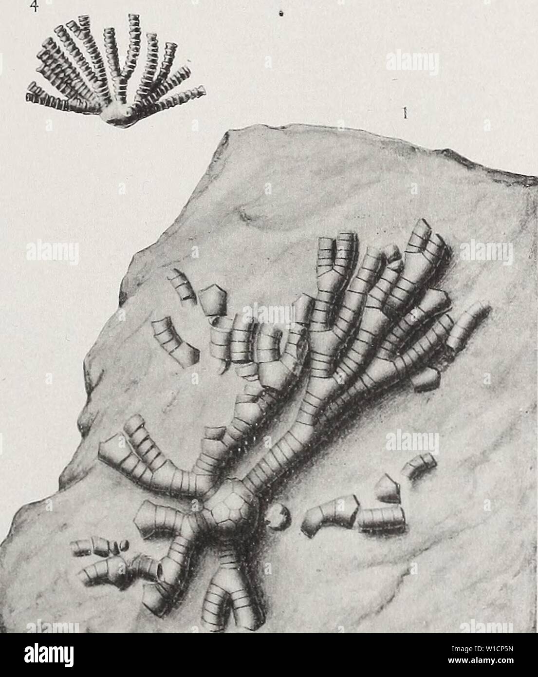 Archive image from page 706 of The Devonian crinoids of the Stock Photo ...