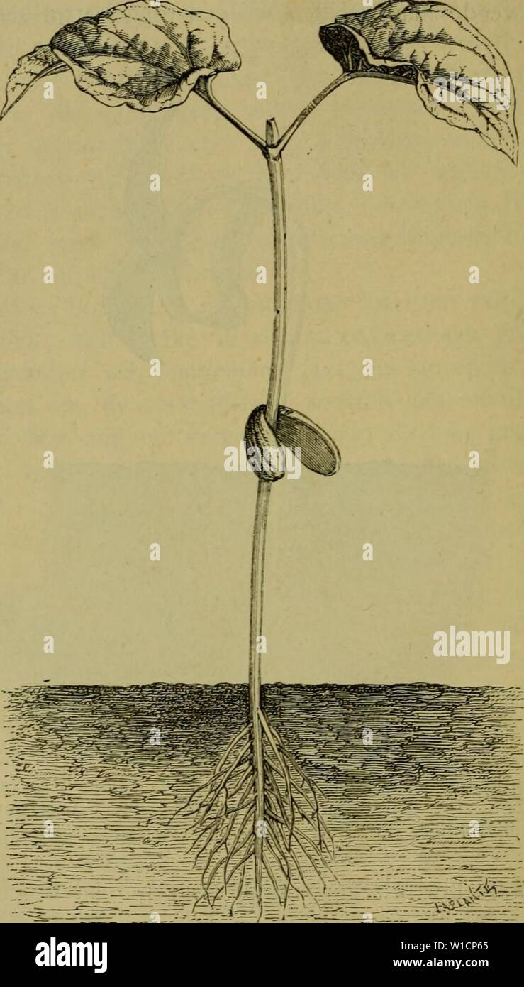 Archive image from page 71 of De voeding der planten (1886). De voeding ...