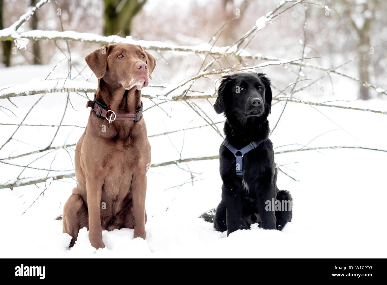 Black labrador puppy snow hi-res stock photography and images - Alamy