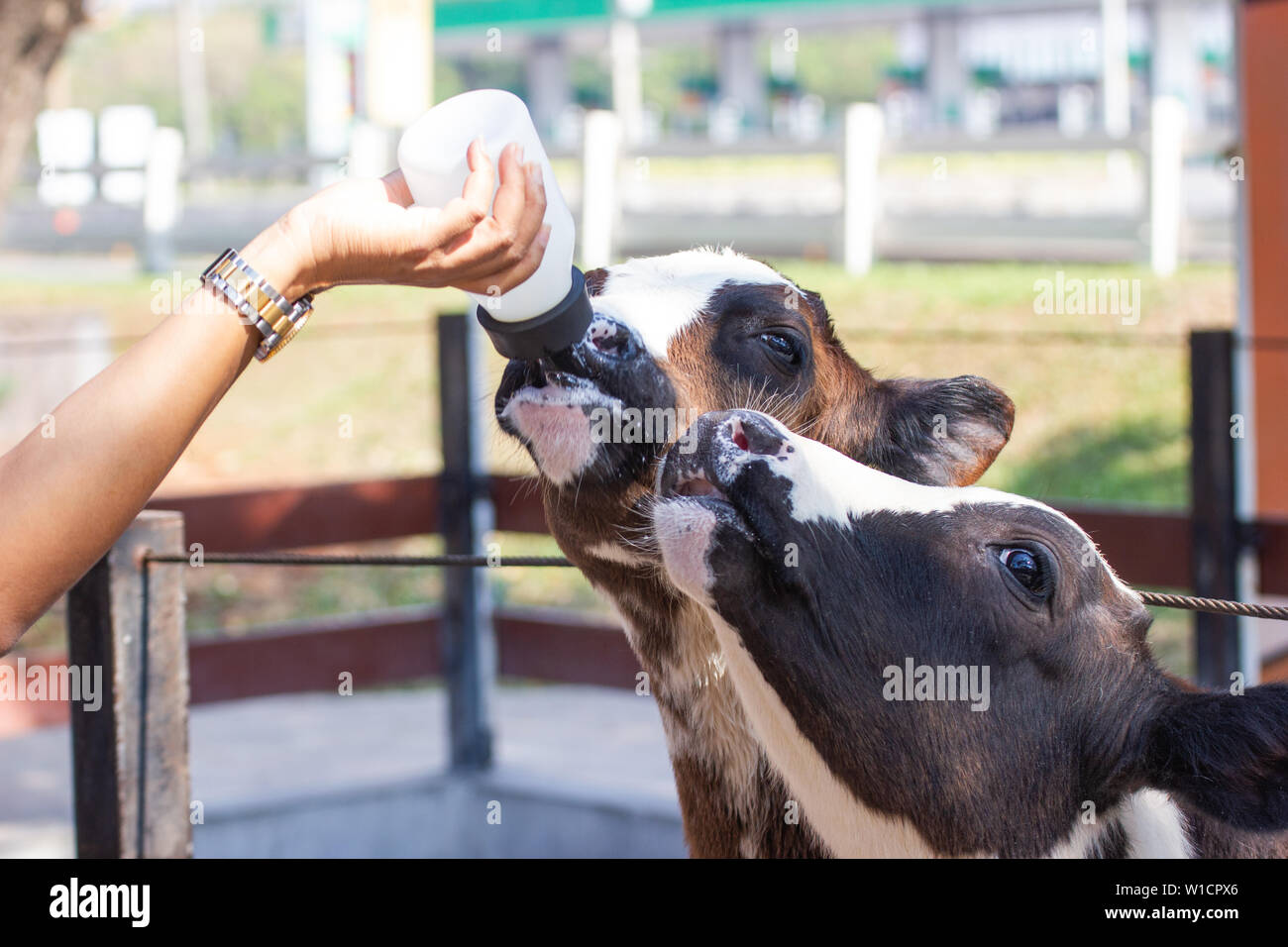 Closeup - Baby cow feeding on milk bottle by hand men in Thailand ...