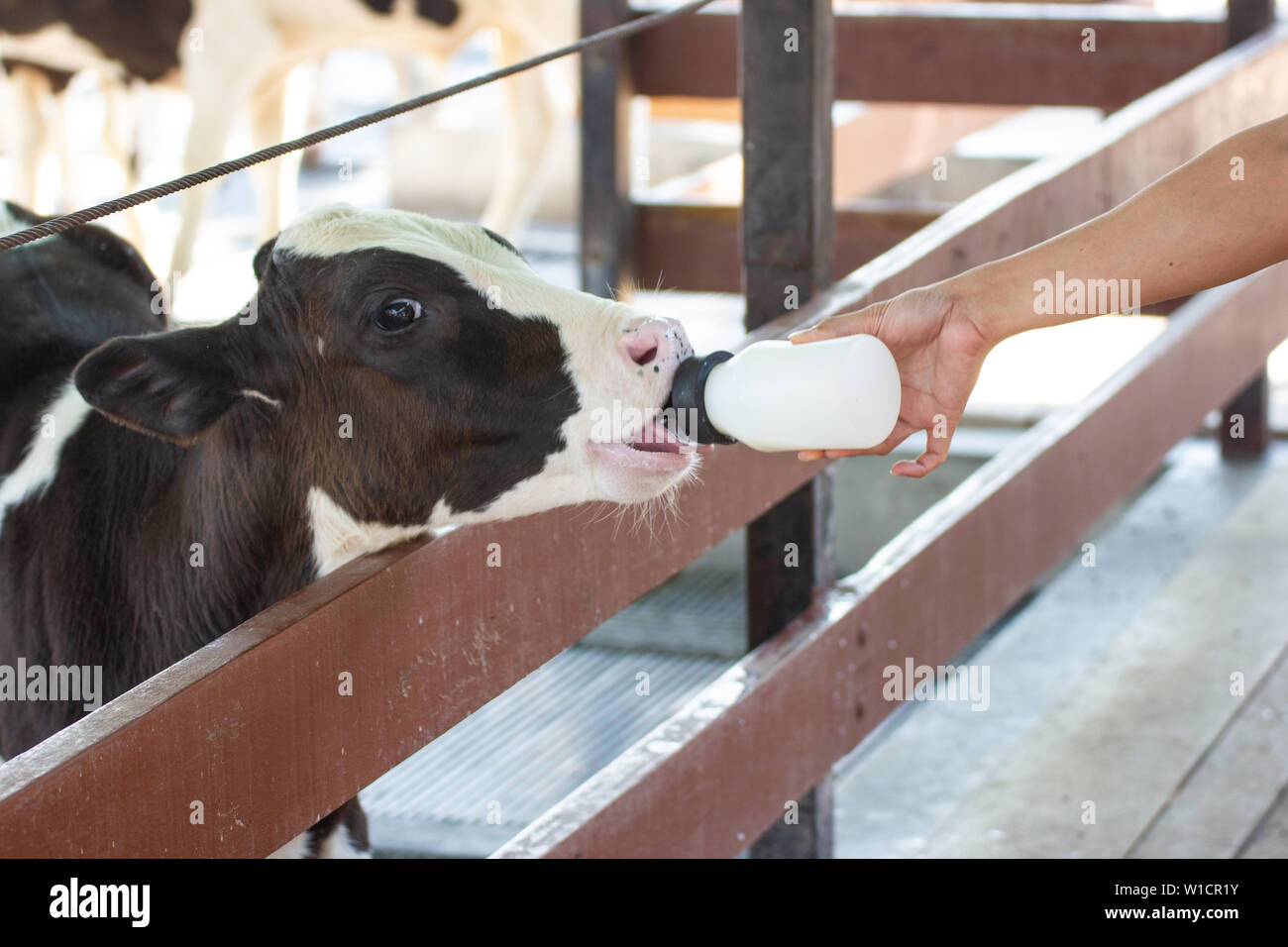 Closeup - Baby cow feeding on milk bottle by hand women in Thailand ...