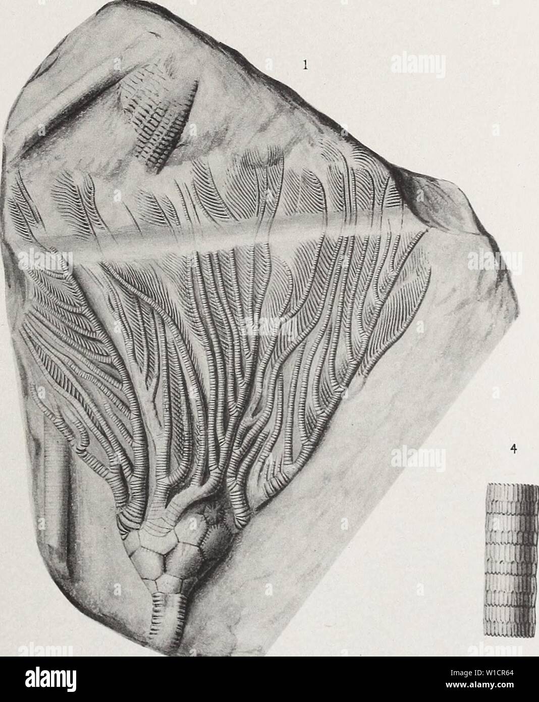 Archive image from page 724 of The Devonian crinoids of the. The ...