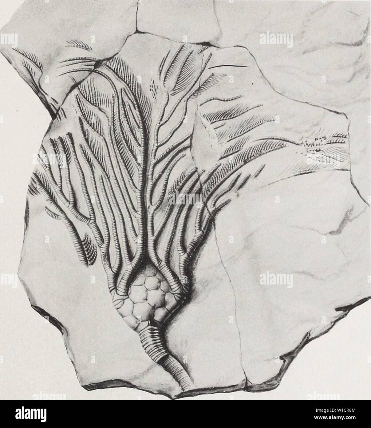 Archive image from page 728 of The Devonian crinoids of the Stock Photo ...