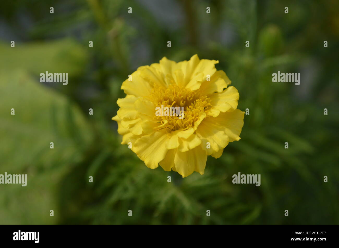 Closeup flower images hi-res stock photography and images - Alamy