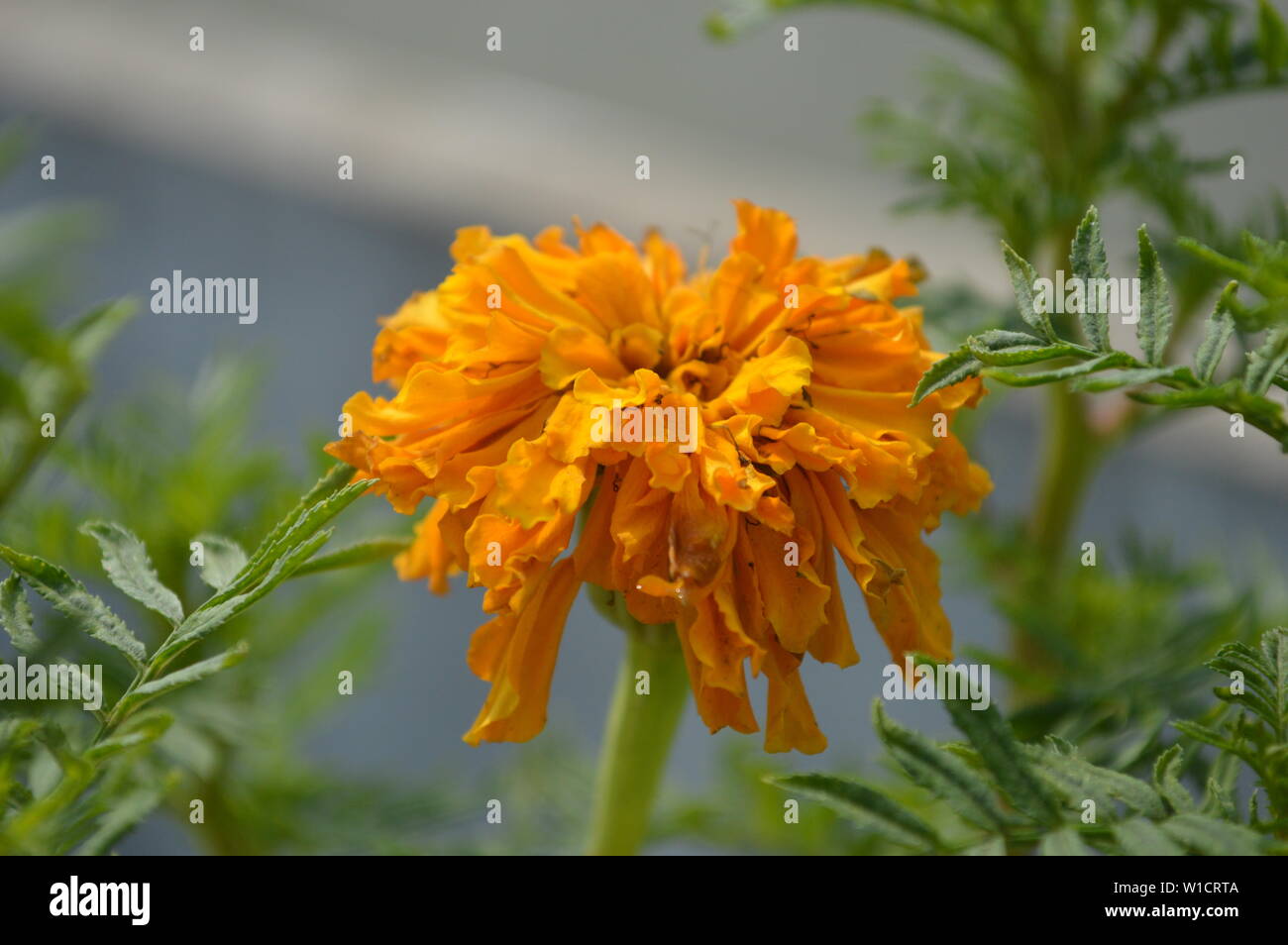 Closeup flower images hi-res stock photography and images - Alamy