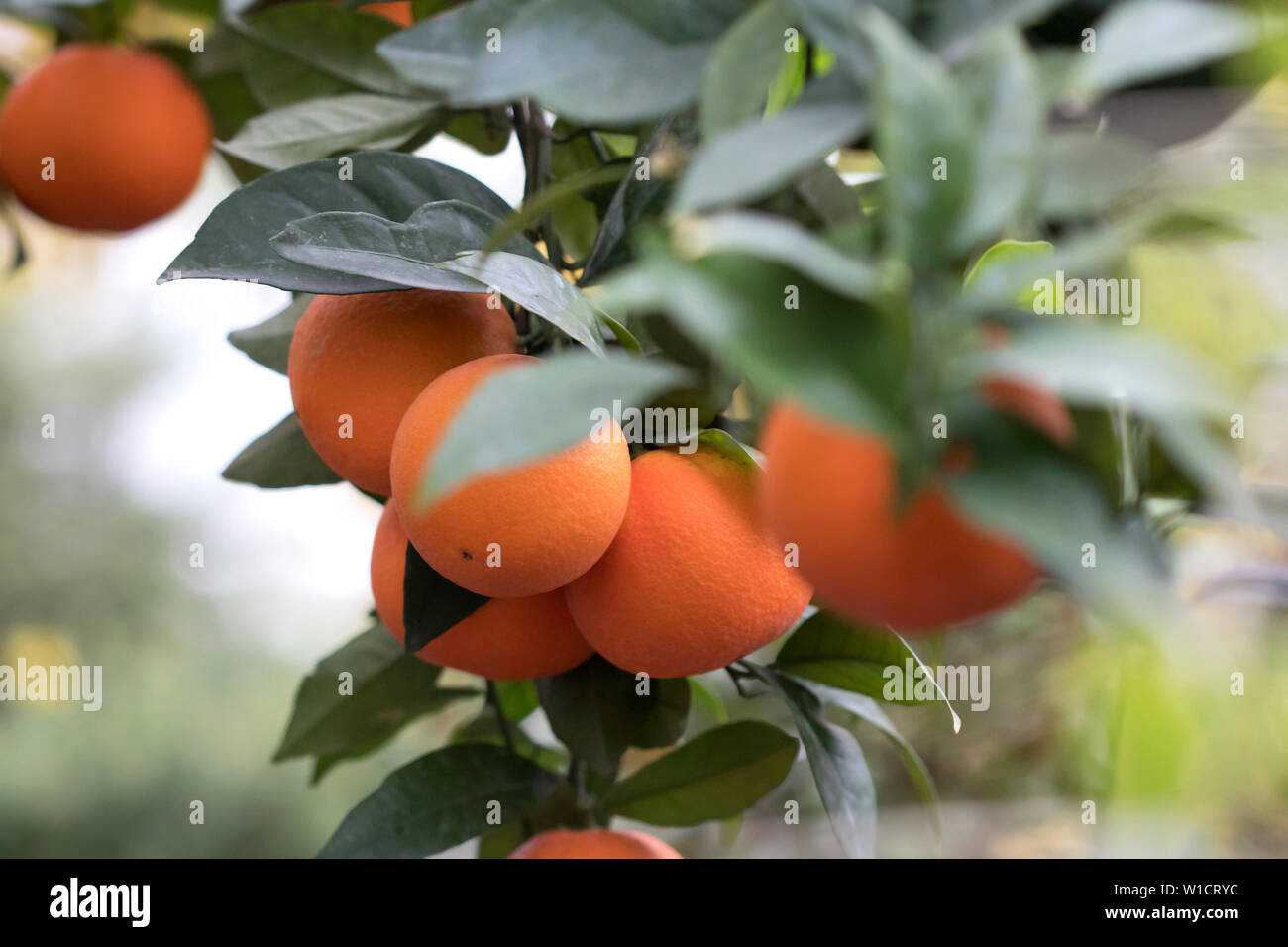 Closeup of an orange tree with fruits Stock Photo - Alamy