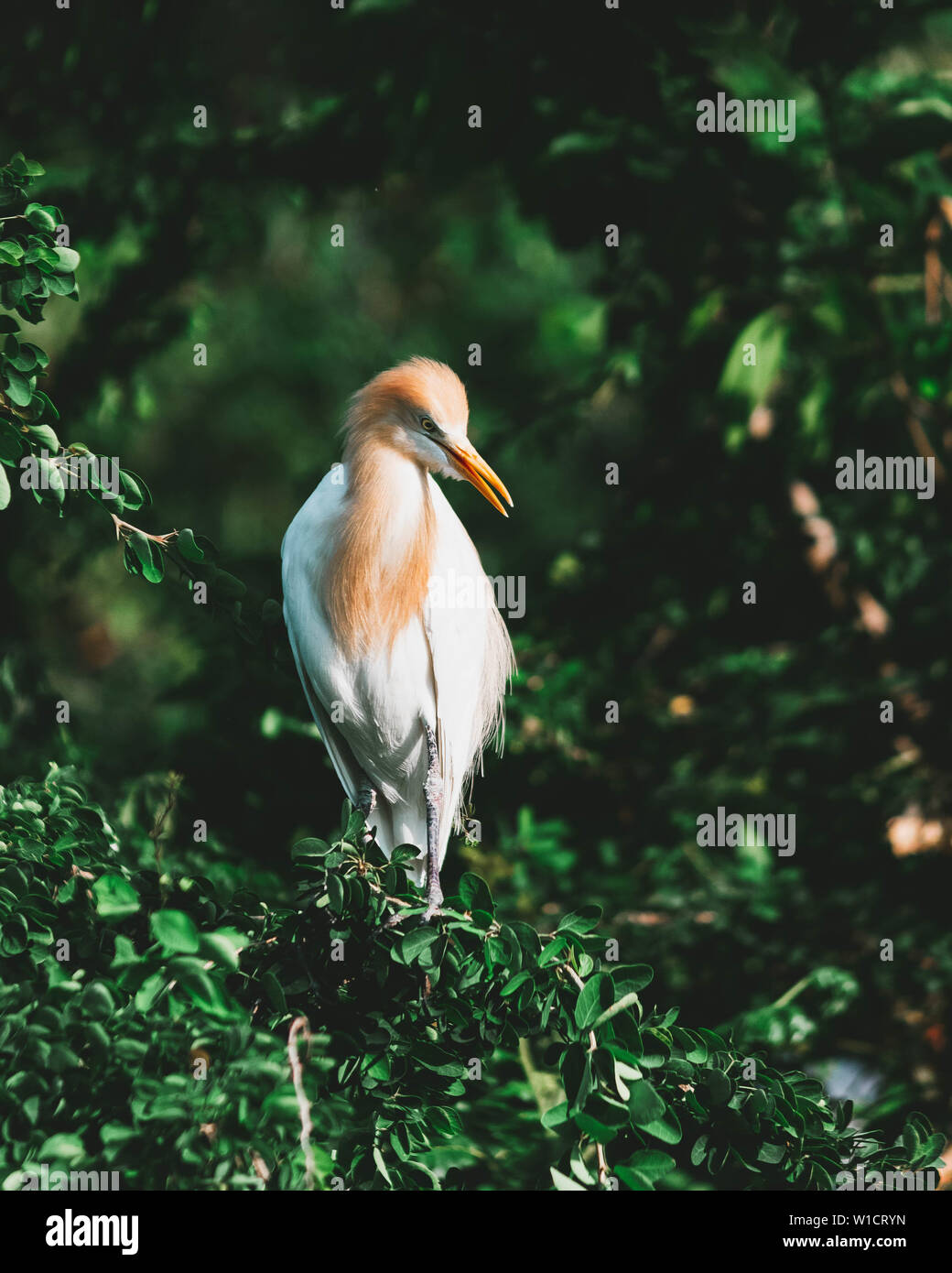 Moody bird photos hi-res stock photography and images - Alamy