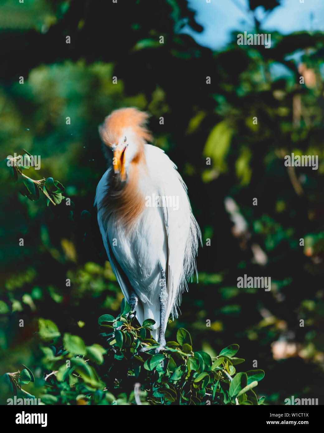 Moody bird photos hi-res stock photography and images - Alamy