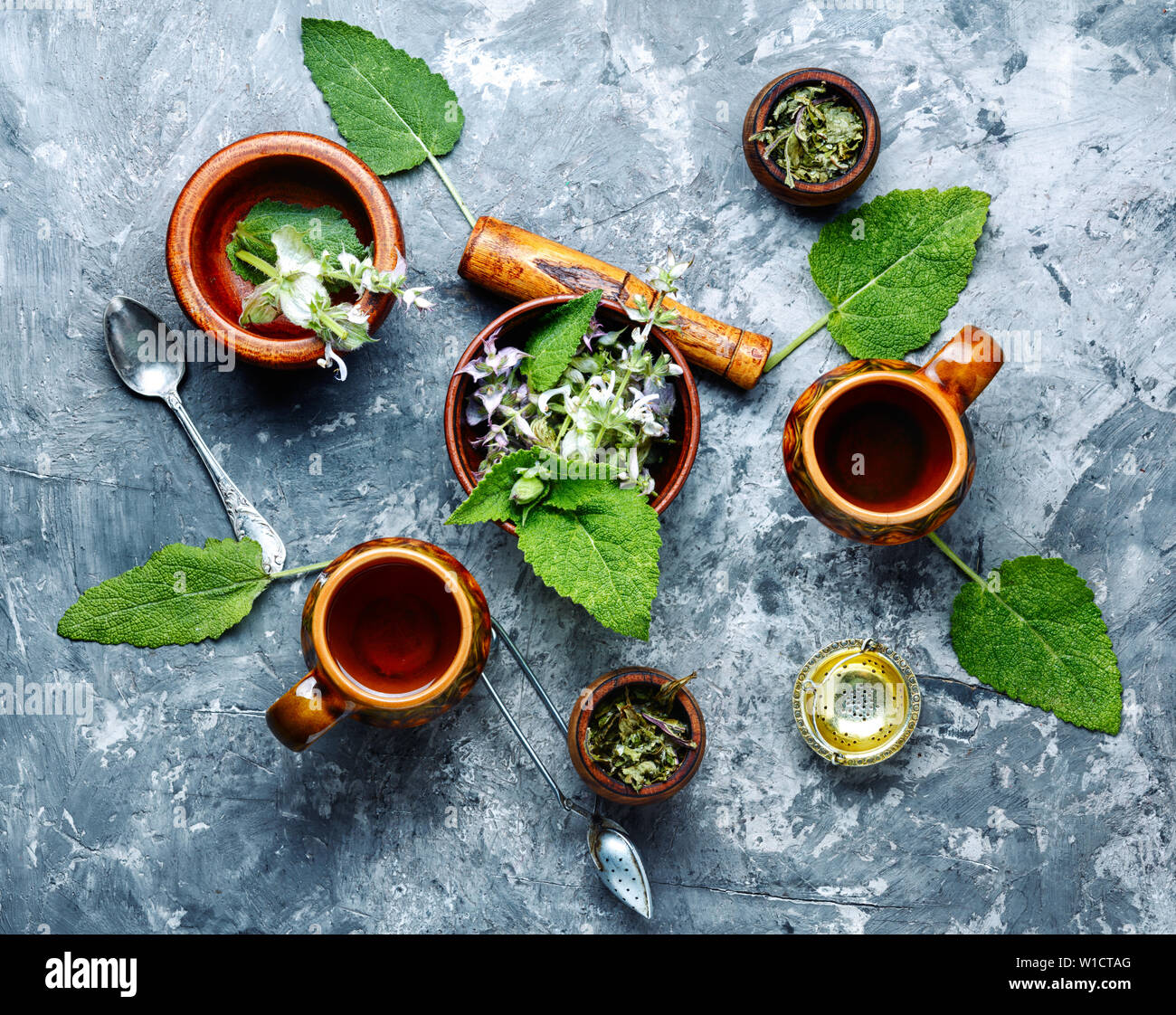 Medicinal herb Salvia officinalis.Fresh sage herb.Clary sage Stock ...