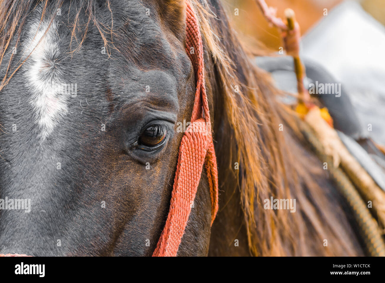 Horse face close up Stock Photo - Alamy