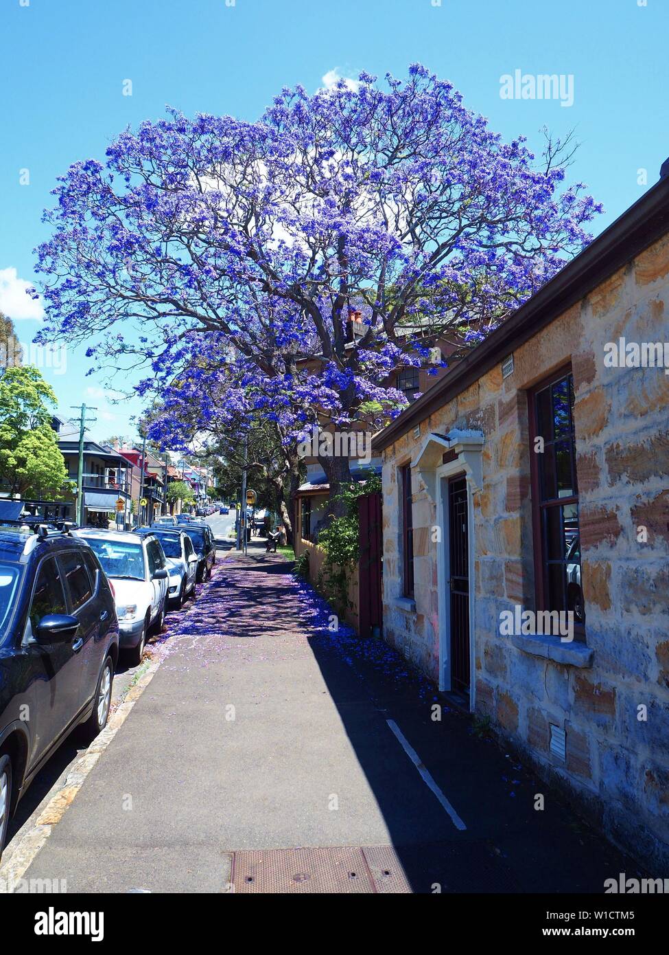 Jacaranda Tree in Town Stock Photo - Alamy