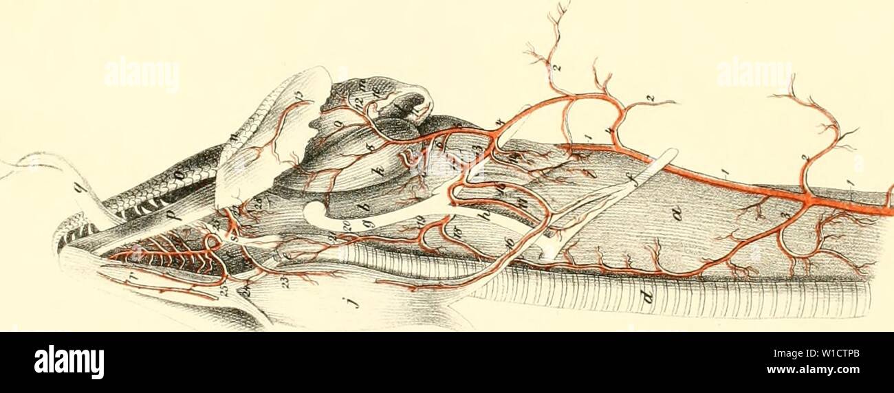 Varanus griseus hi-res stock photography and images - Alamy