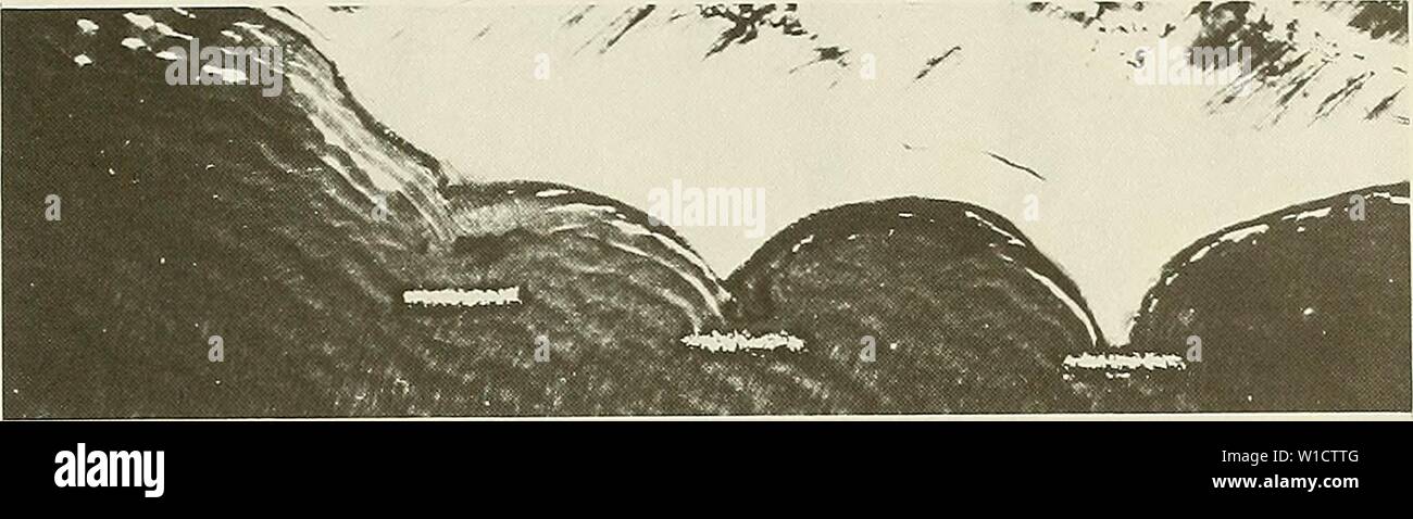 Archive image from page 76 of Detached breakwaters for shore protection ...